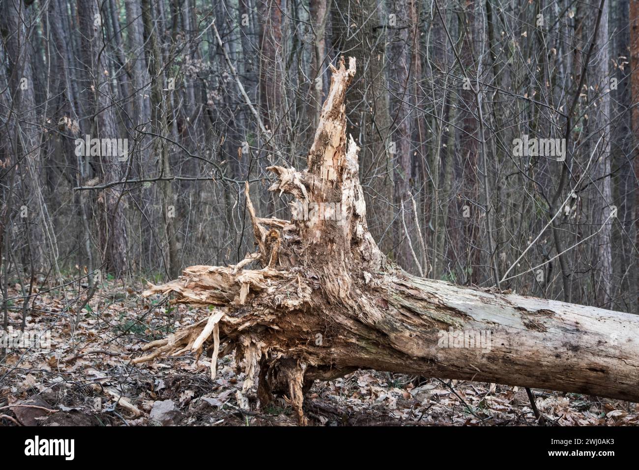 Fallen dry and rotten tree in forest Stock Photo - Alamy