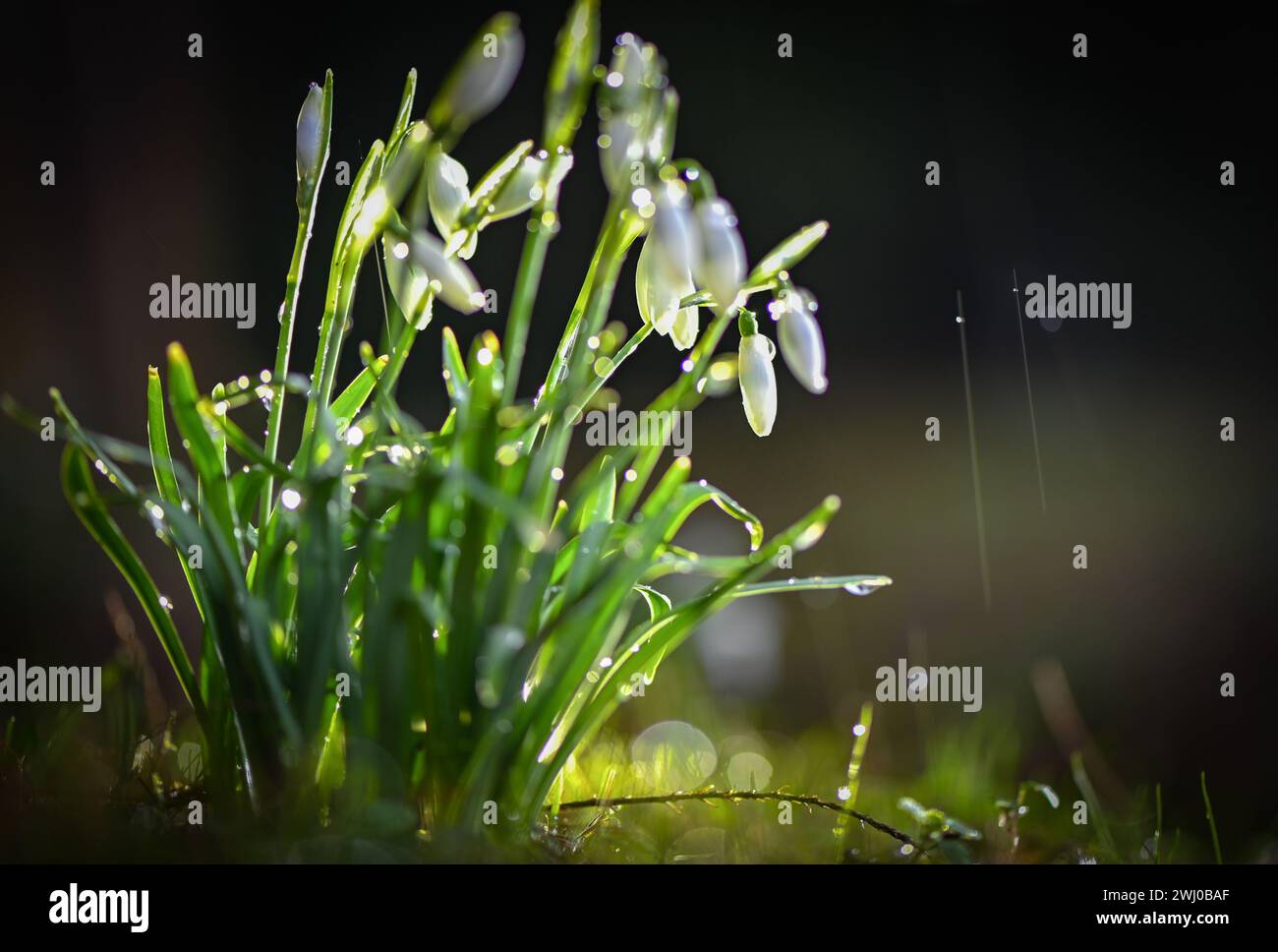 12 February 2024, Brandenburg, Frankfurt (Oder): Snowdrops stand in the ...