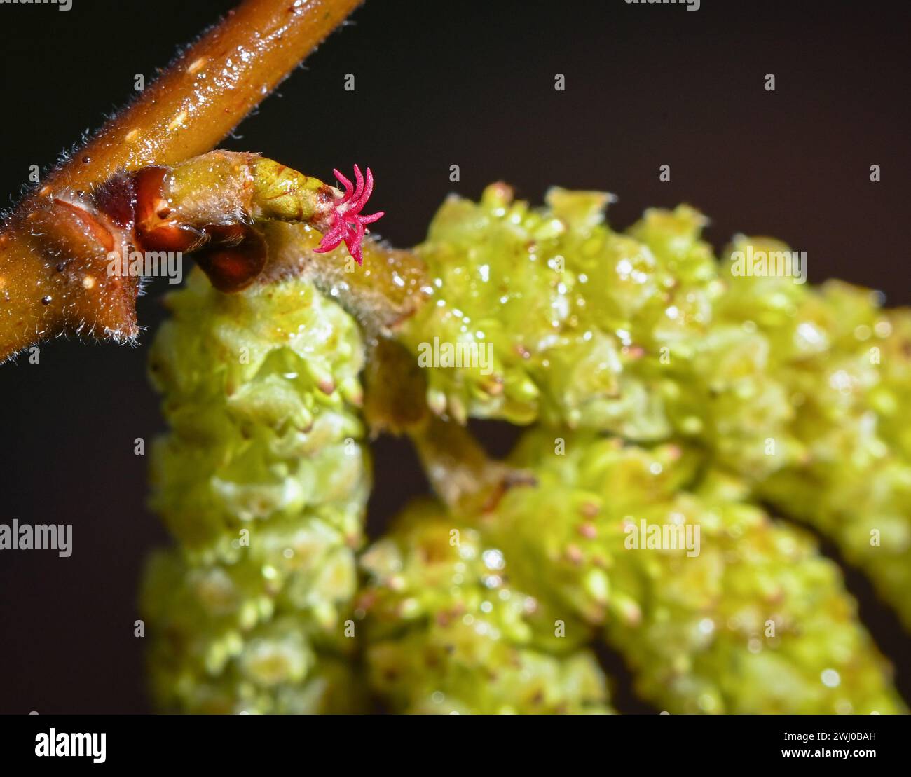 Catkins 2024 hi-res stock photography and images - Alamy