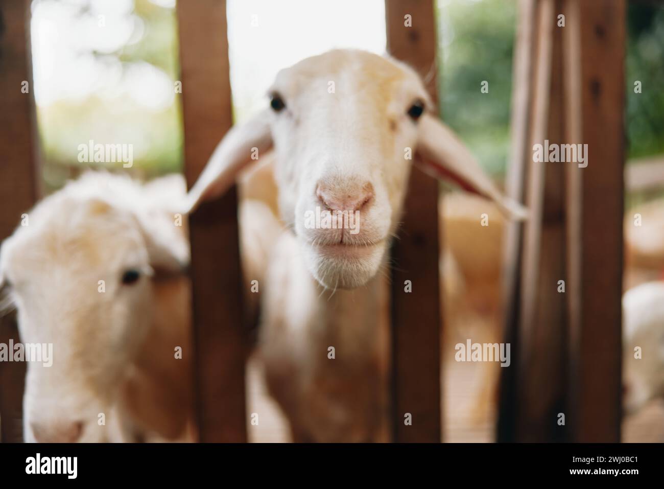A goat is looking through a wooden fence at the camera while standing ...