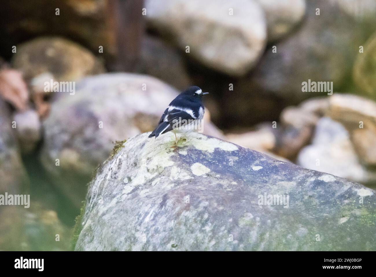 Little Forktail, Enicurus scouleri, Pangolakha Wildlife Sanctuary ...