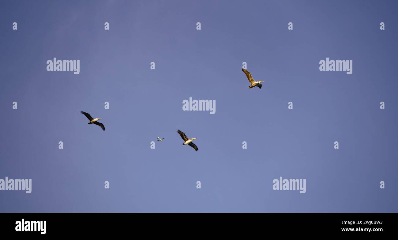 Birds flying at altitude hi-res stock photography and images - Alamy