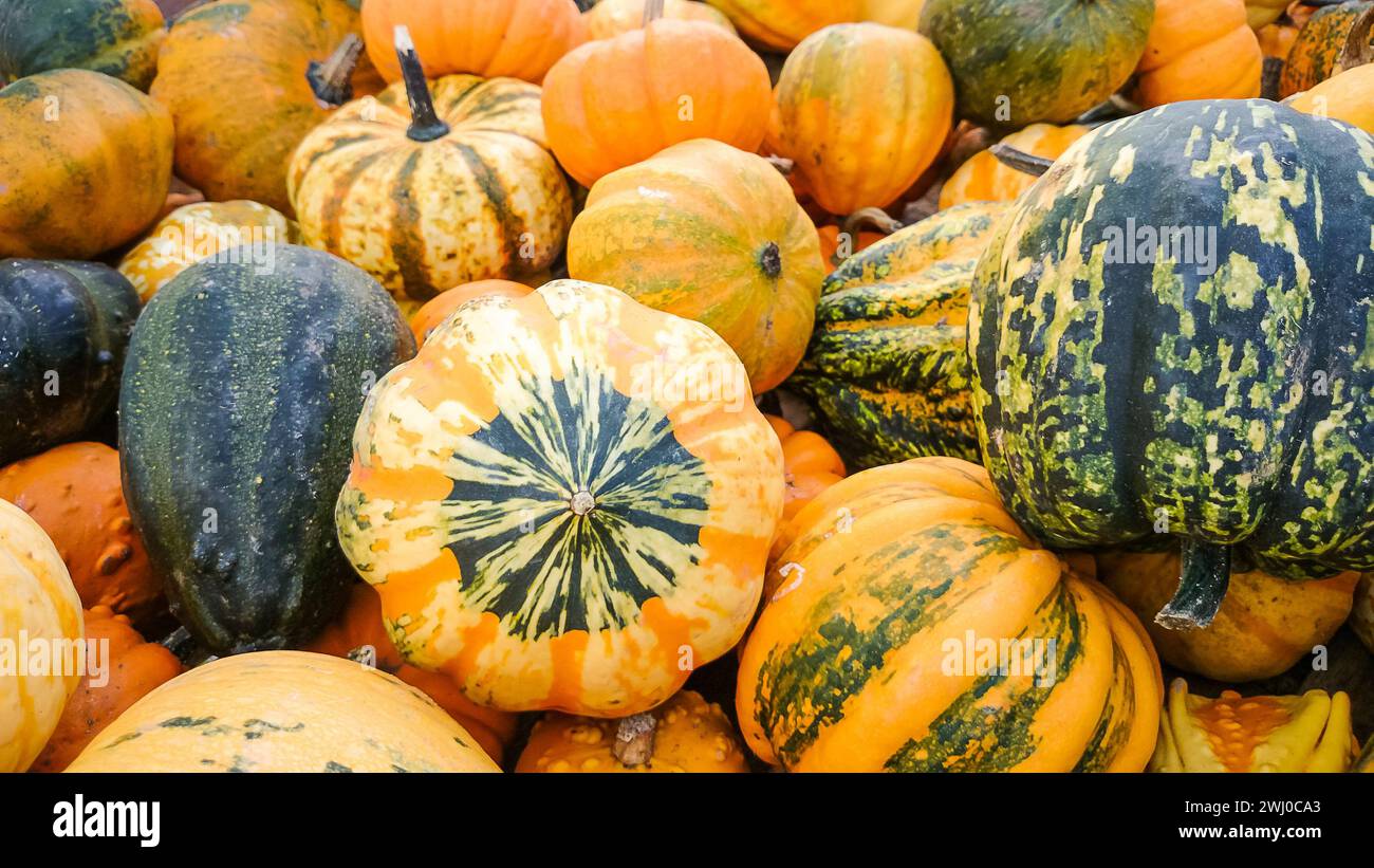 Ornamental gourds hi-res stock photography and images - Alamy