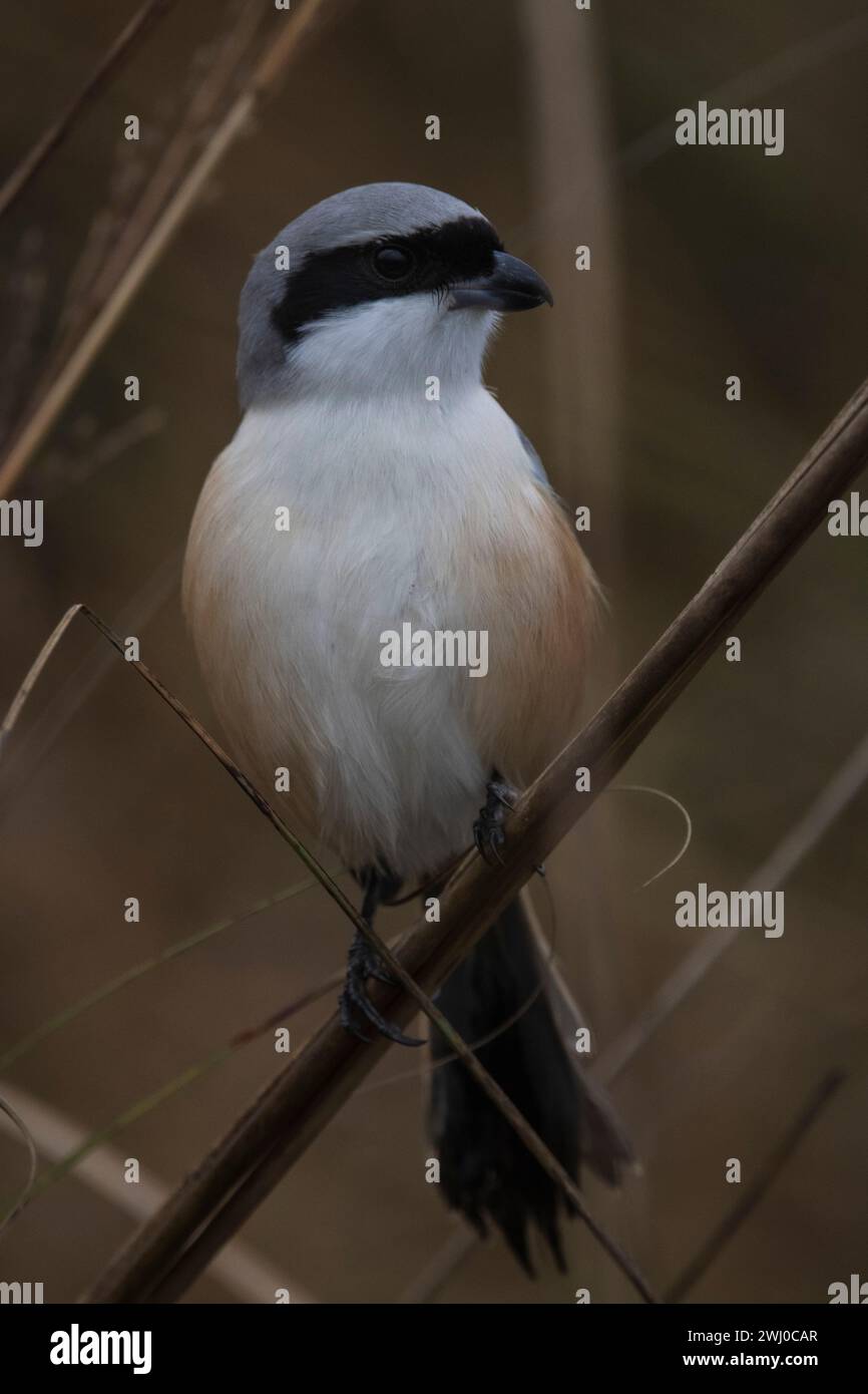 Long-tailed Shrike, Lanius schach, Panna , Madhya Pradesh, India Stock Photo - Alamy
