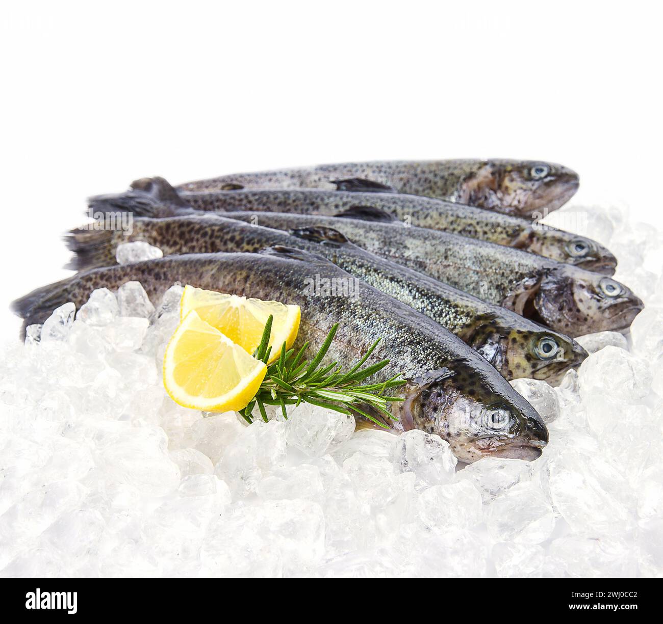 Five fresh rainbow trout with lemon on ice Stock Photo - Alamy