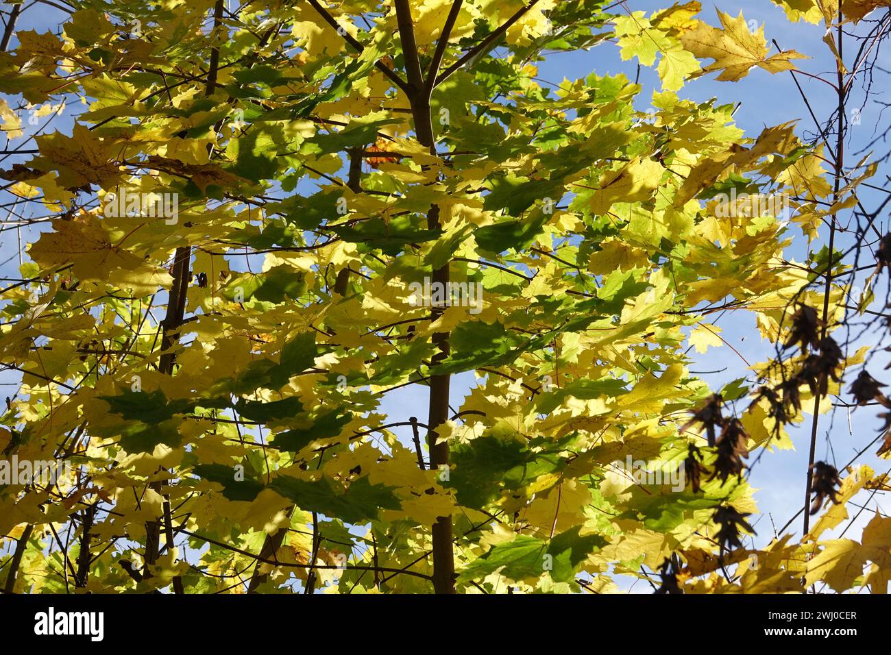 Leaf acer platanoides norway hi-res stock photography and images - Alamy