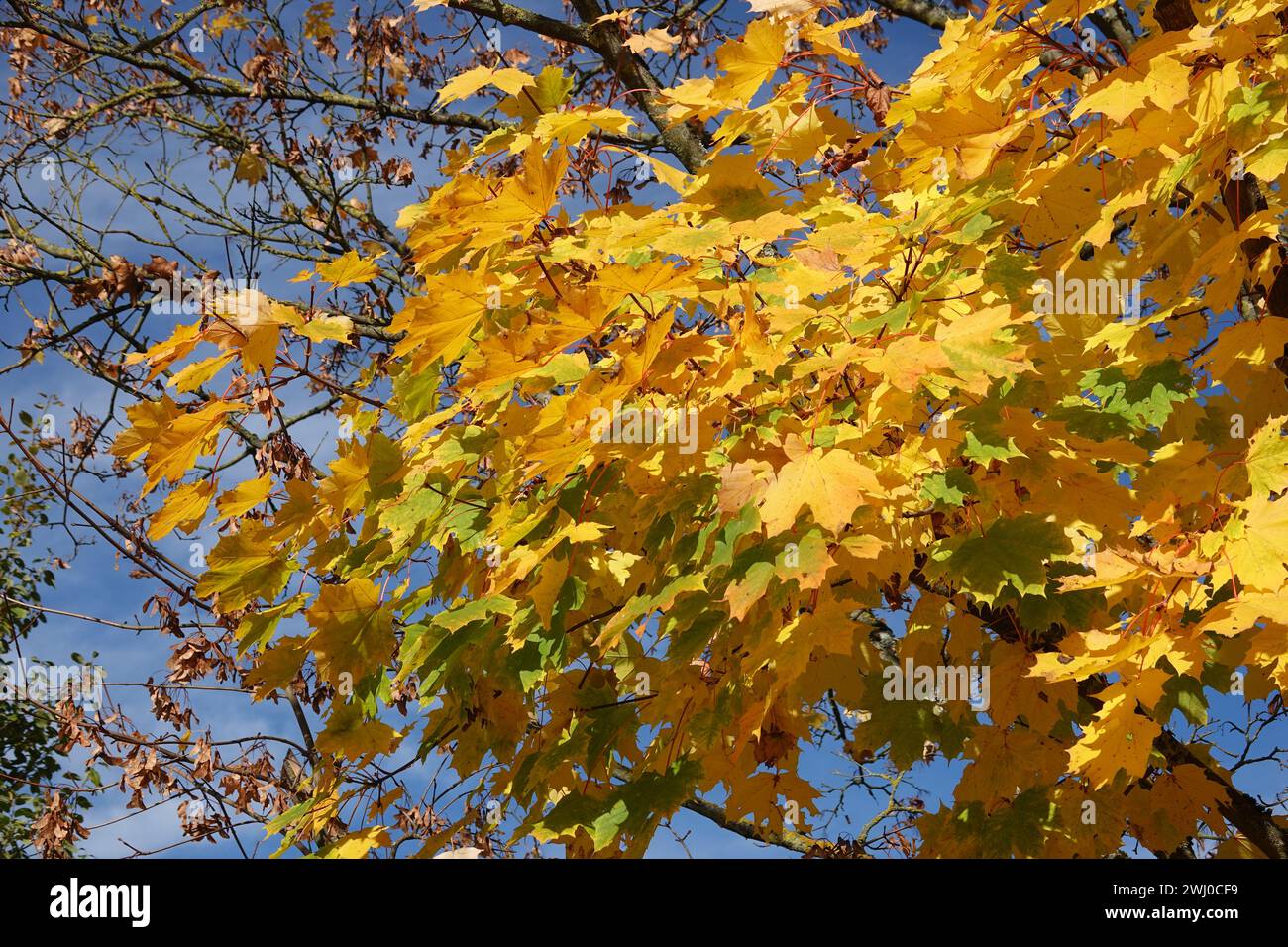 Acer platanoides, Norway maple, autumn Stock Photo - Alamy