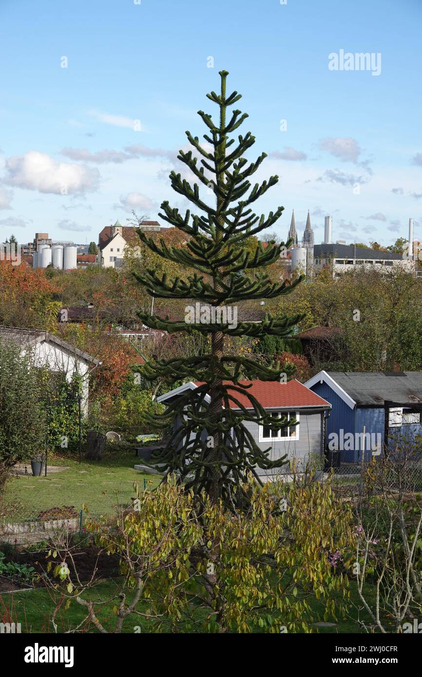Araucaria araucana, Monkey puzzle tree Stock Photo - Alamy