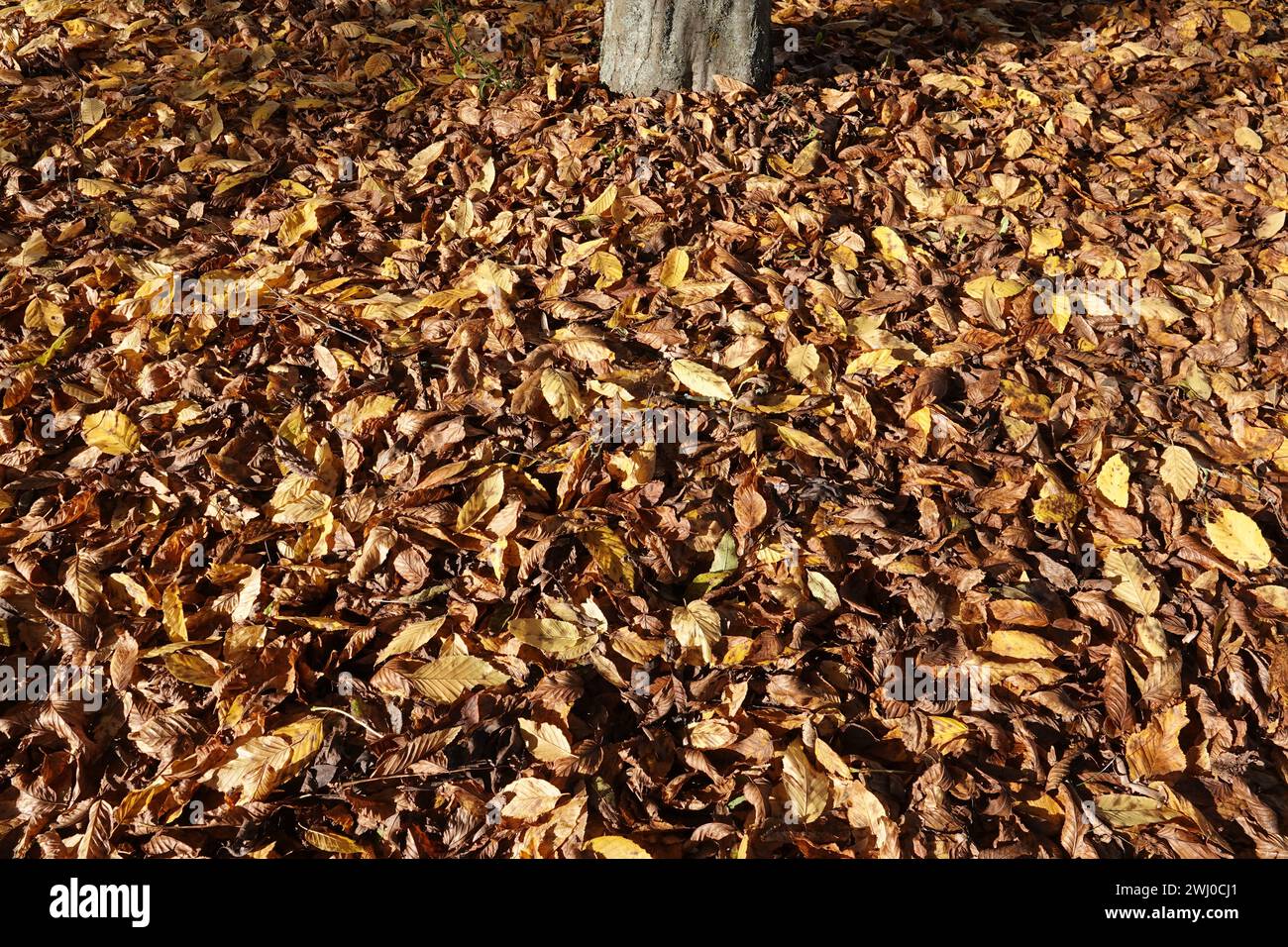 Leaves of carpinus betulus hi-res stock photography and images - Alamy