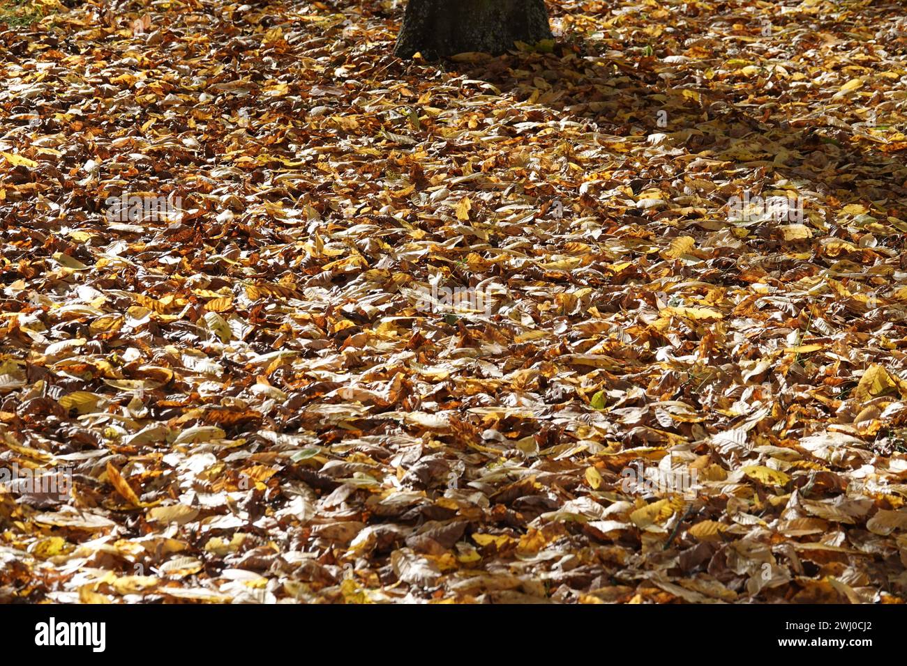 Carpinus betulus, Hornbeam, autumn leaves, seeds Stock Photo - Alamy