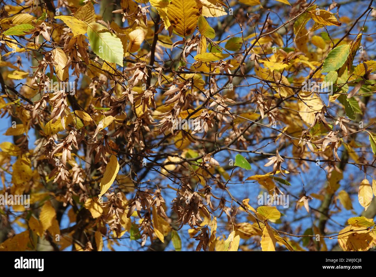 Carpinus betulus, Hornbeam, autumn leaves, seeds Stock Photo - Alamy