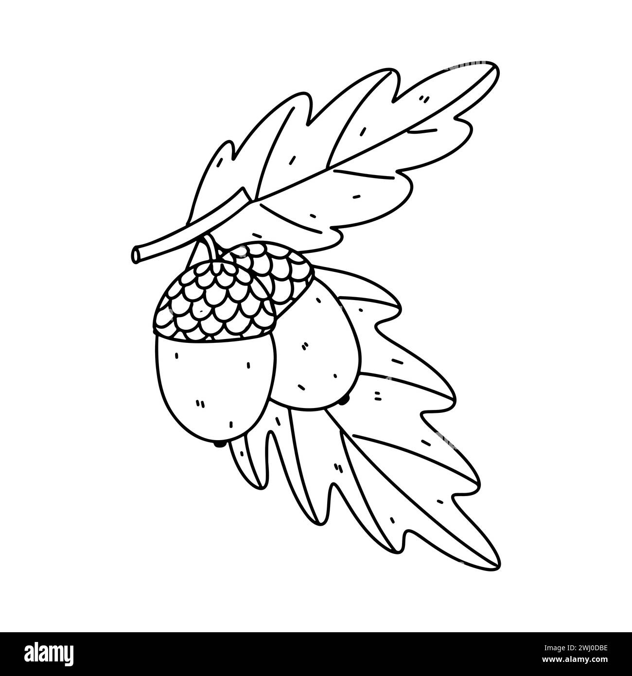 Acorn. Hand drawn doodle style. Vector illustration isolated on white ...