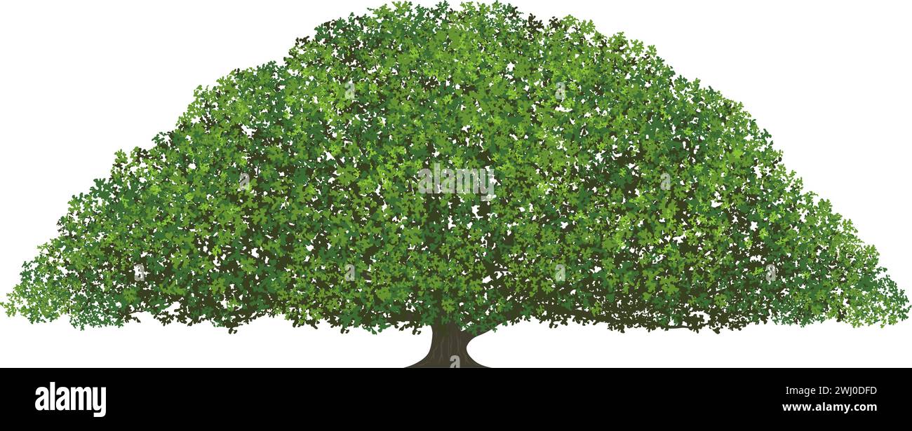 Monkey pod tree hi-res stock photography and images - Alamy