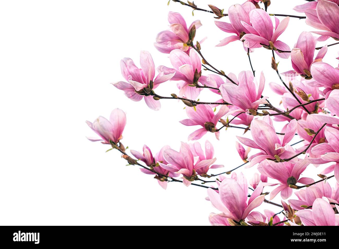 Blooming magnolia tree in spring isolated on white background Stock ...
