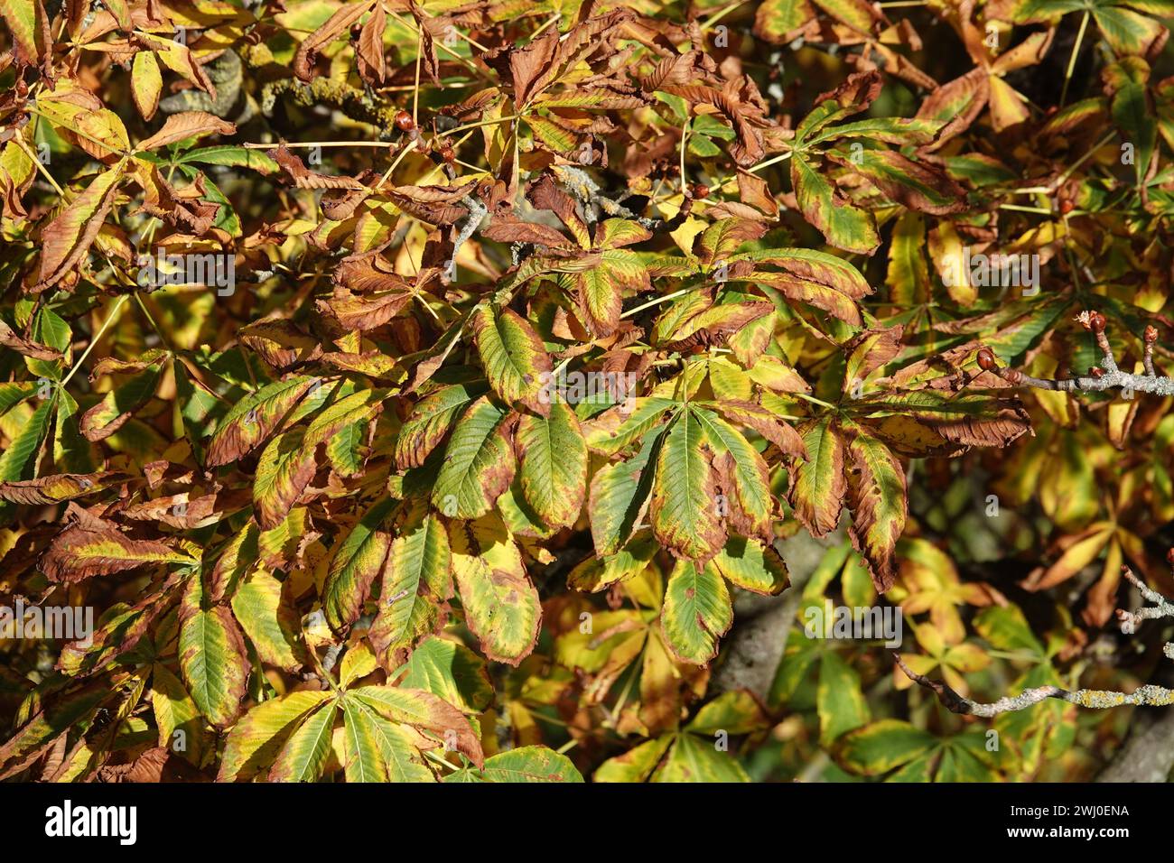 Aesculus hippocastanum, horse chestnut, autumn leaves and fresh buds ...