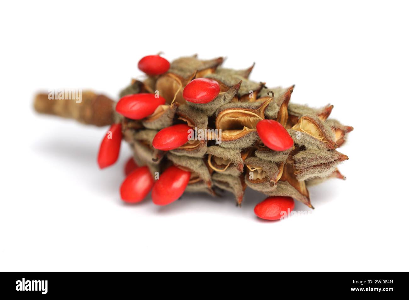 Magnolia fruits cone with red seeds on white background Stock Photo - Alamy
