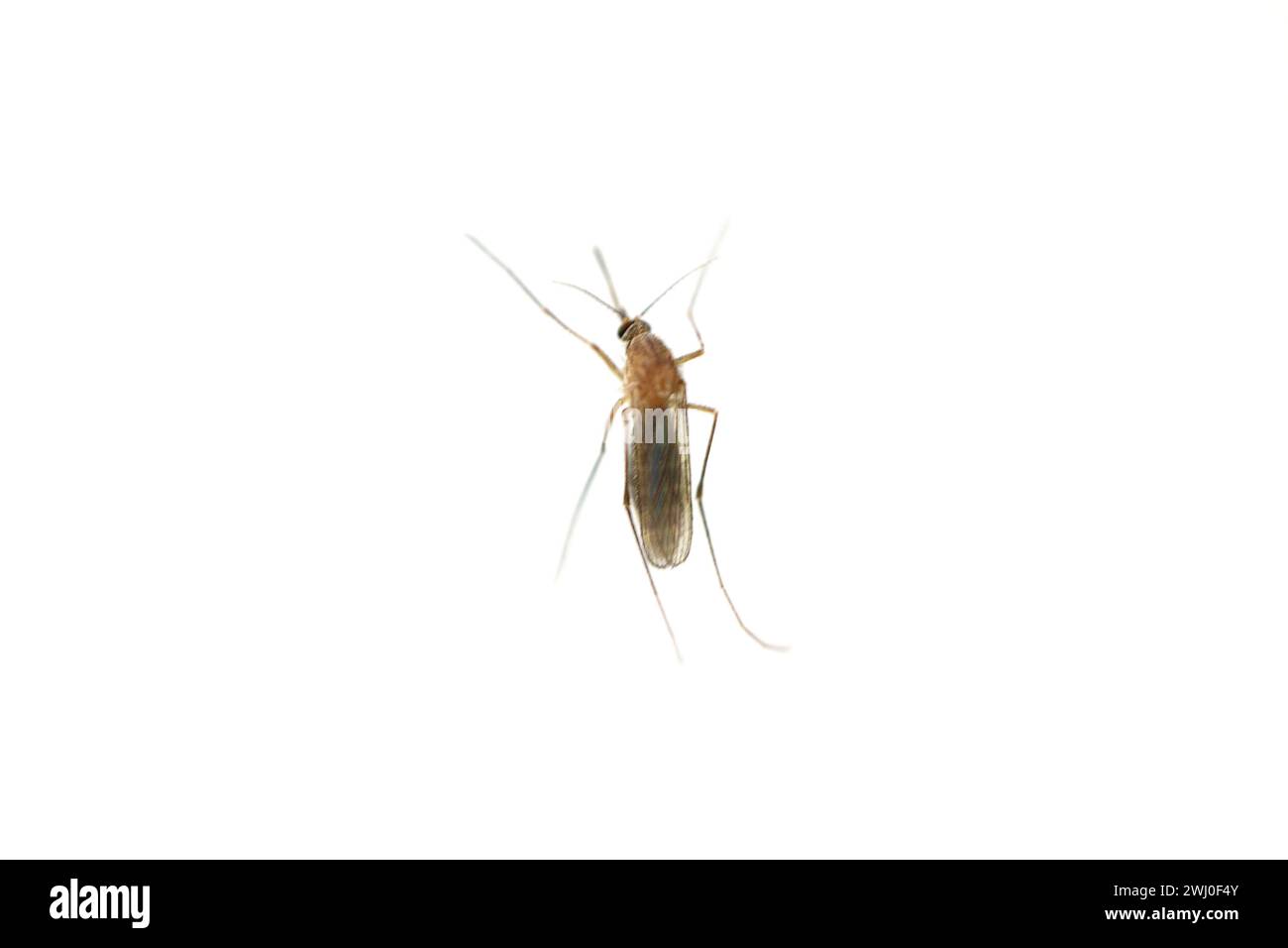 Female mosquito isolated on white background, top view Stock Photo - Alamy