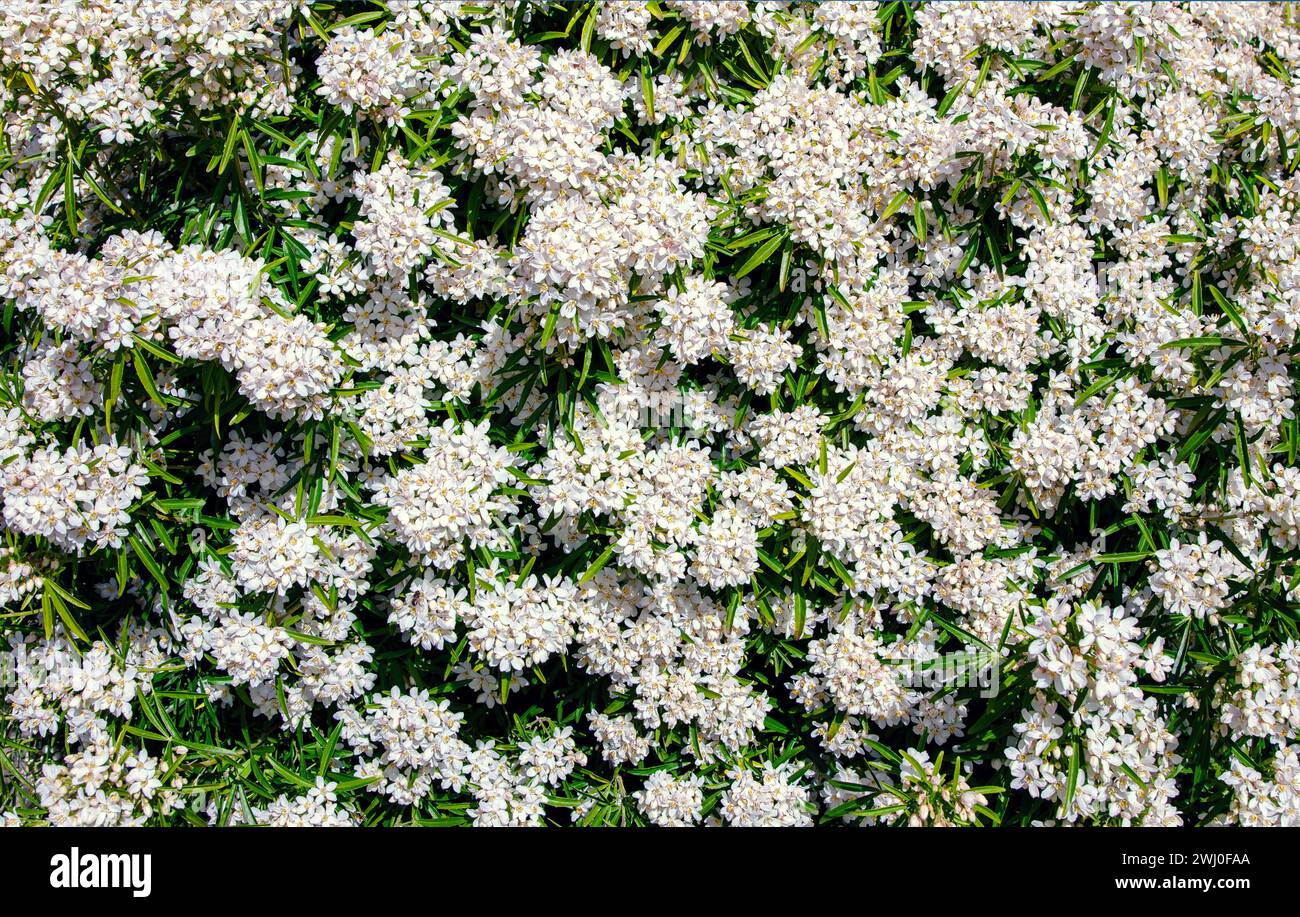 Choisya ternata - Oranger du Mexique - Aztec Pearl. Full frame Texture ...