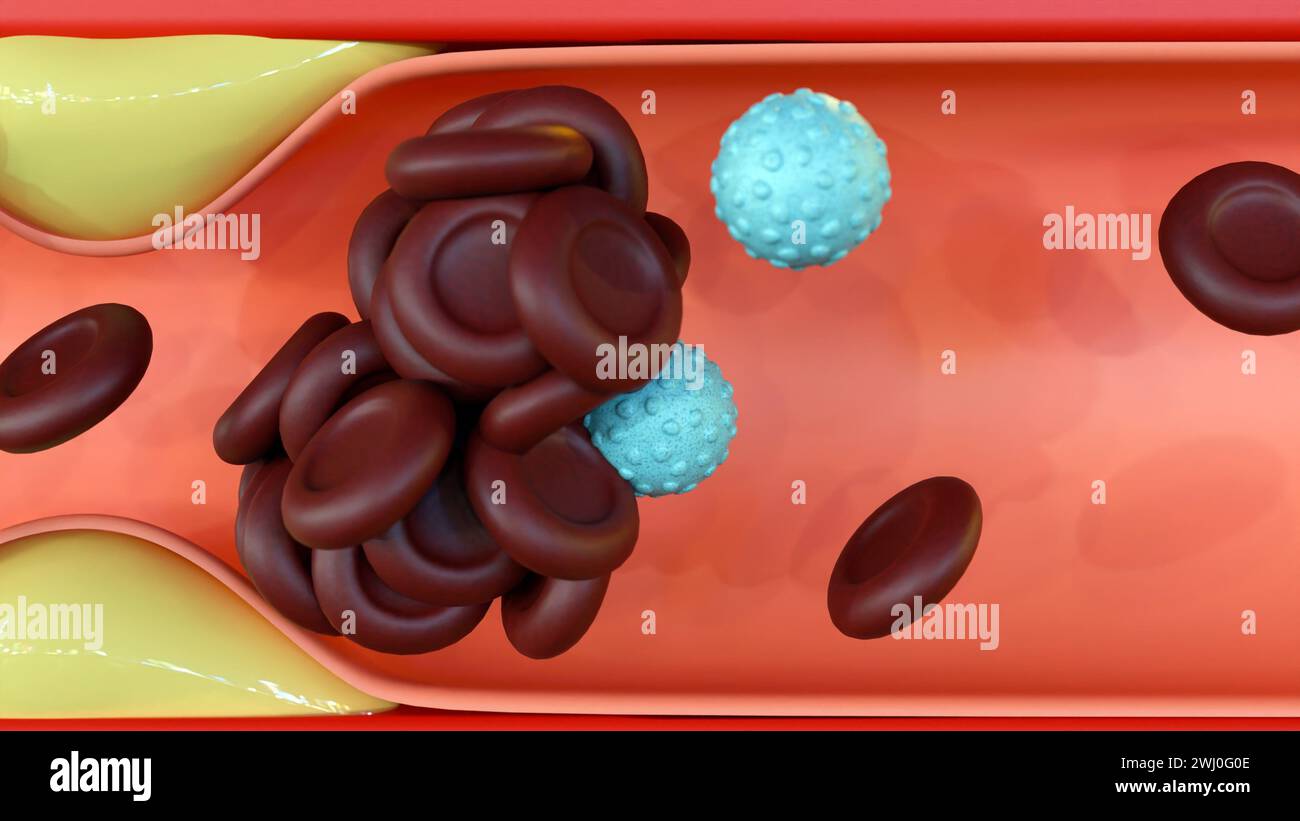 Erythrocyte leukocyte platelet hi-res stock photography and images - Alamy