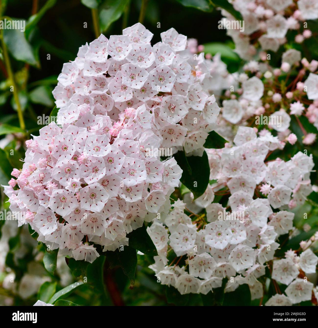 A close-up of pink Mountain Laurel (Kalmia latifolia) flowers with ...