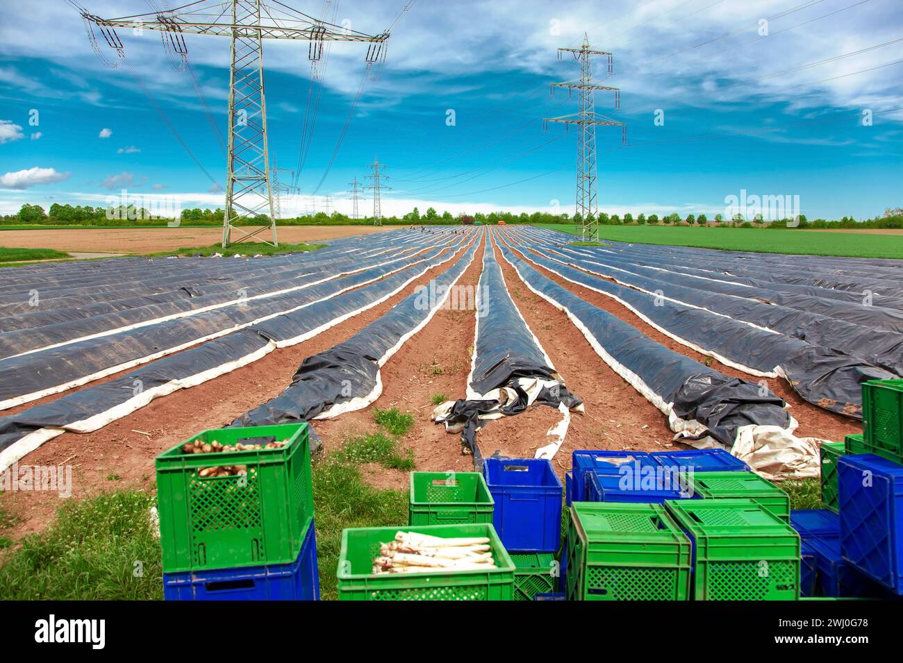 Agriculture field of Asparagus in rows covered with plastic foil over ...