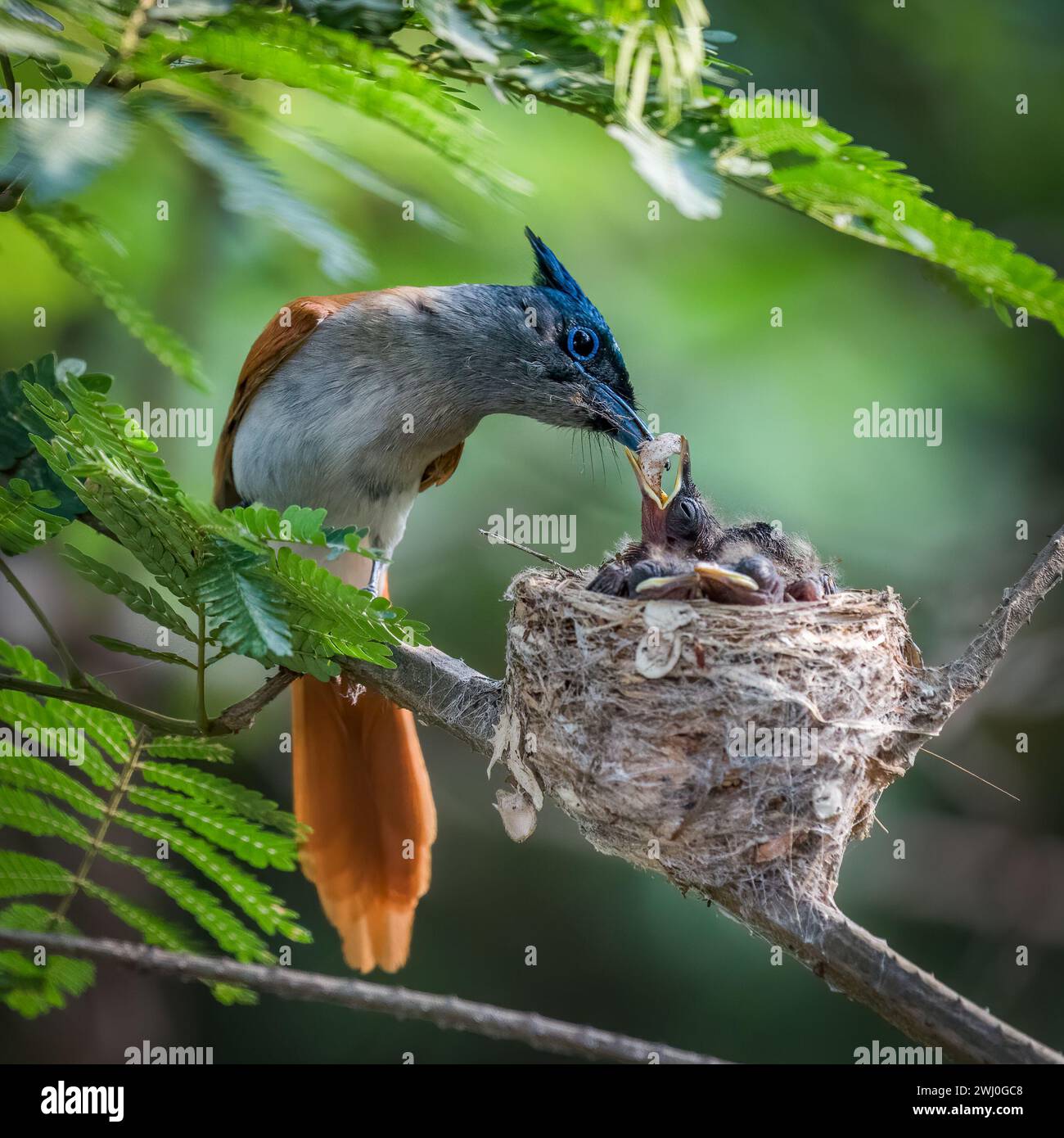 The exchange of food CHANDIGARH, INDIA ADORABLE IMAGES show a group of ...