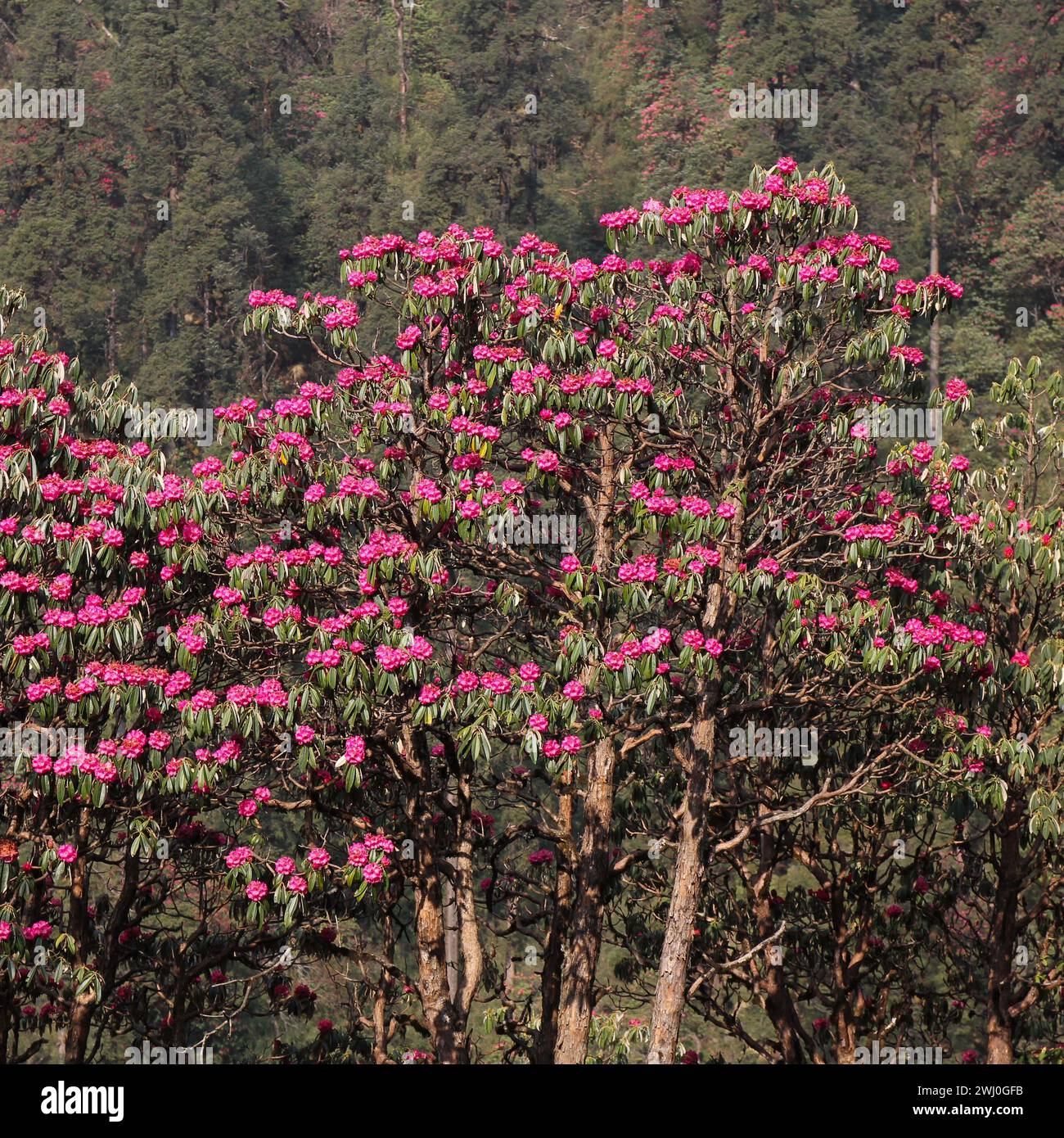 Pink Laligurans, rhododendron, near Ghandruk, Nepal Stock Photo - Alamy