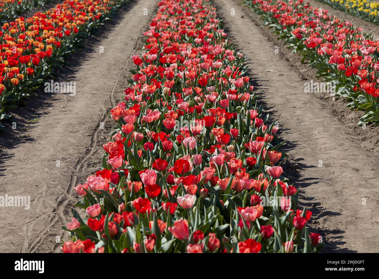 Tulip, pink and red flowers row in a field in spring sunlight Stock ...