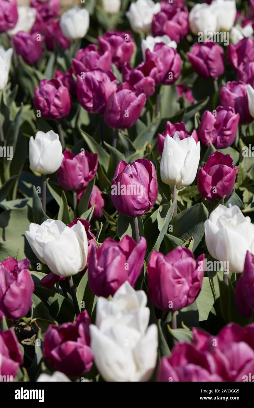 Tulip flowers in purple and white colors texture background in spring ...