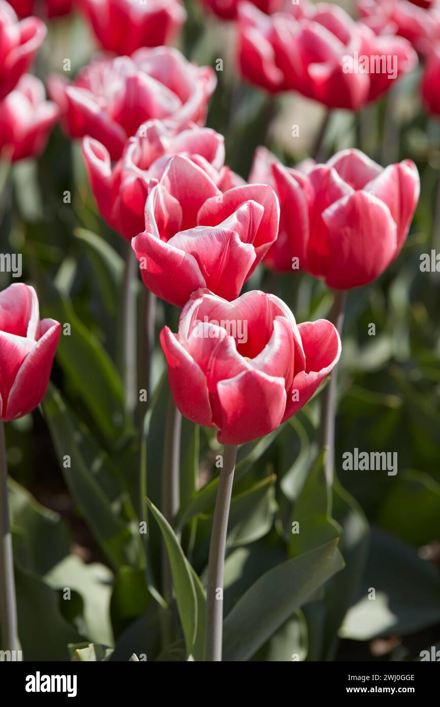 Tulip Debutante flowers in spring sunlight Stock Photo - Alamy