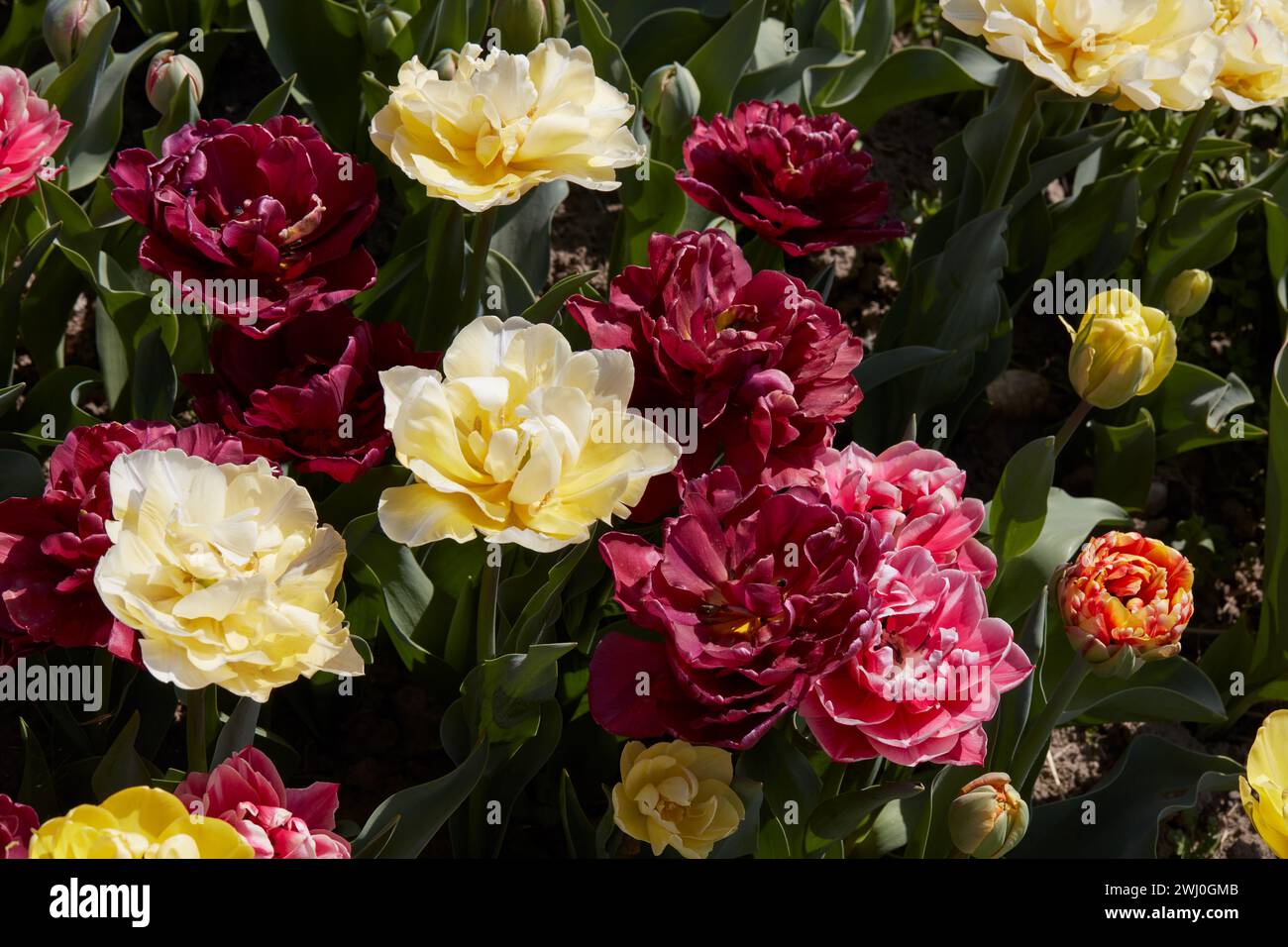 Double tulip flowers pale yellow, dark red and pink colors texture ...