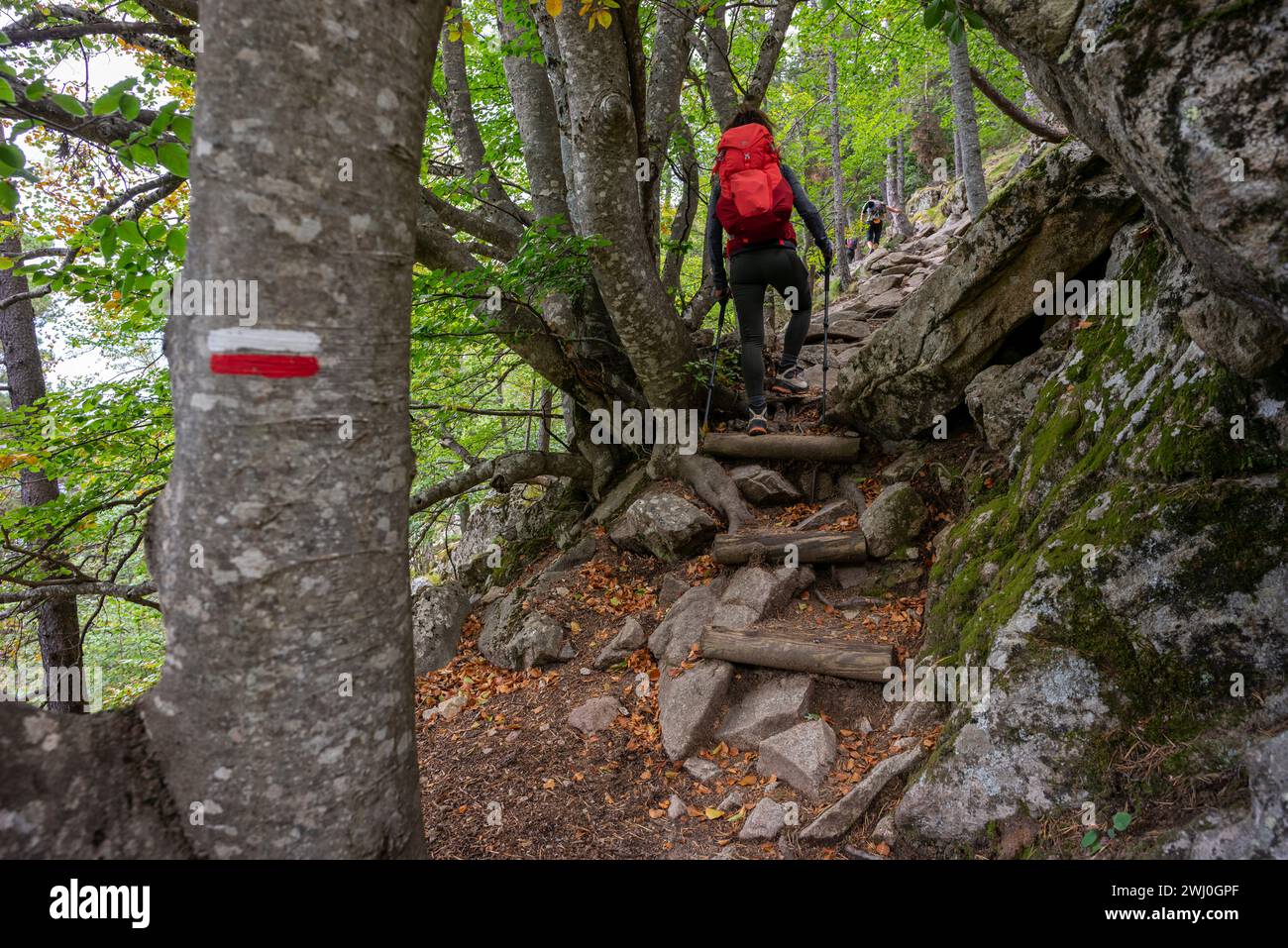 Ascending through the Canigo forest towards the Mariailles refuge Stock ...