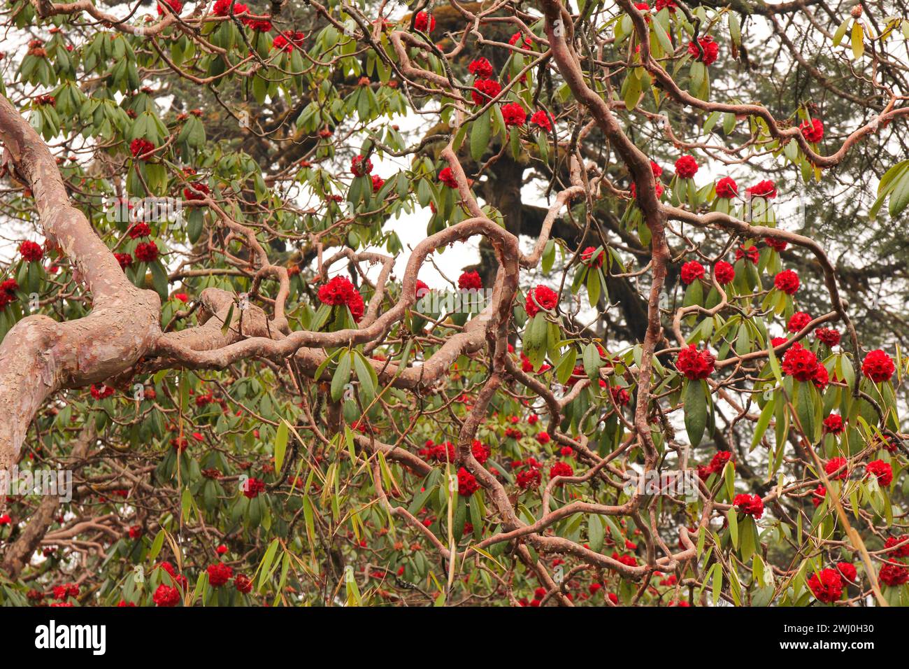 Branchesl of a red Laligurans tree in Nepal Stock Photo - Alamy