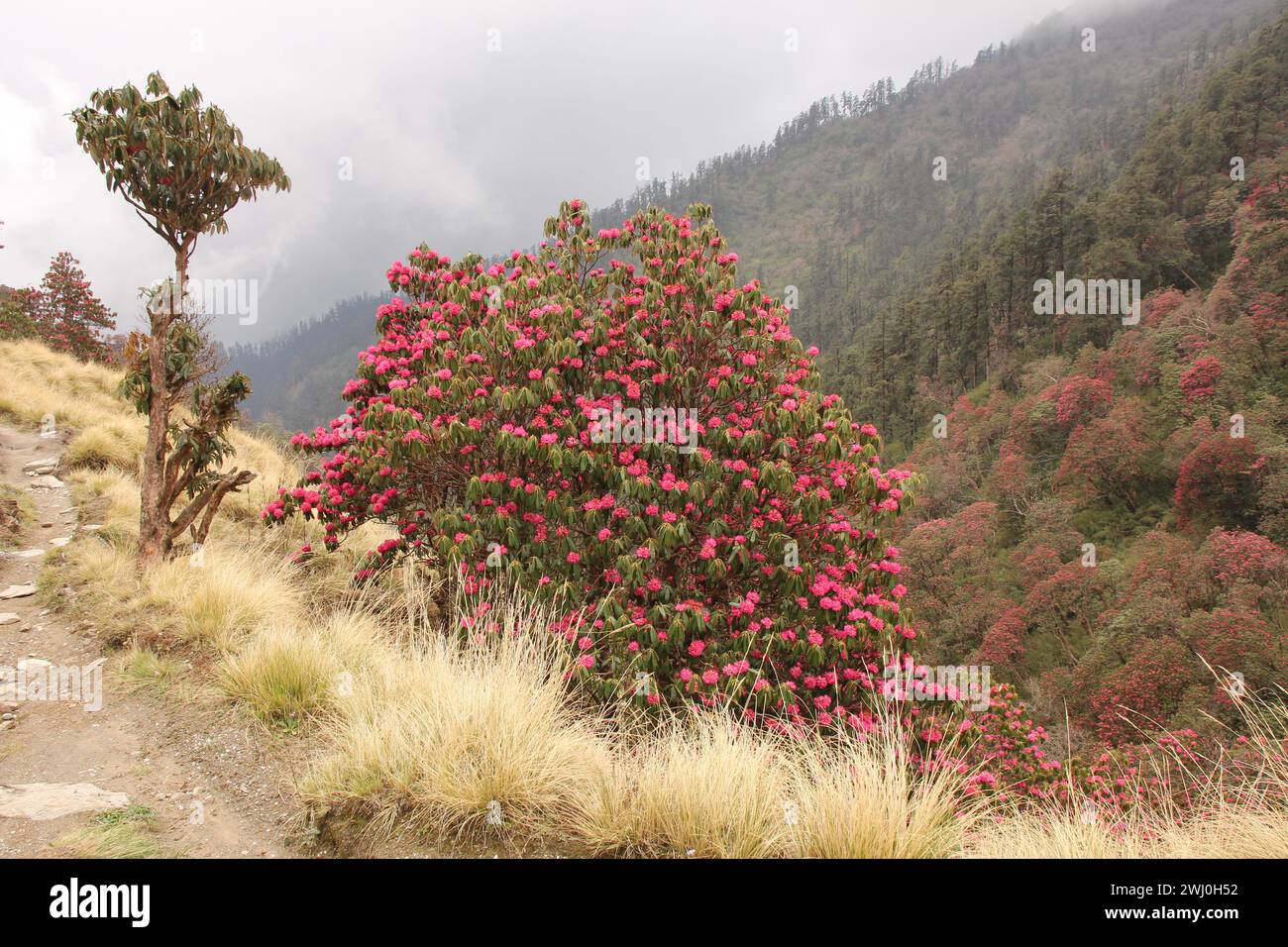 Bright pink rhododendron blooming in spring Stock Photo - Alamy