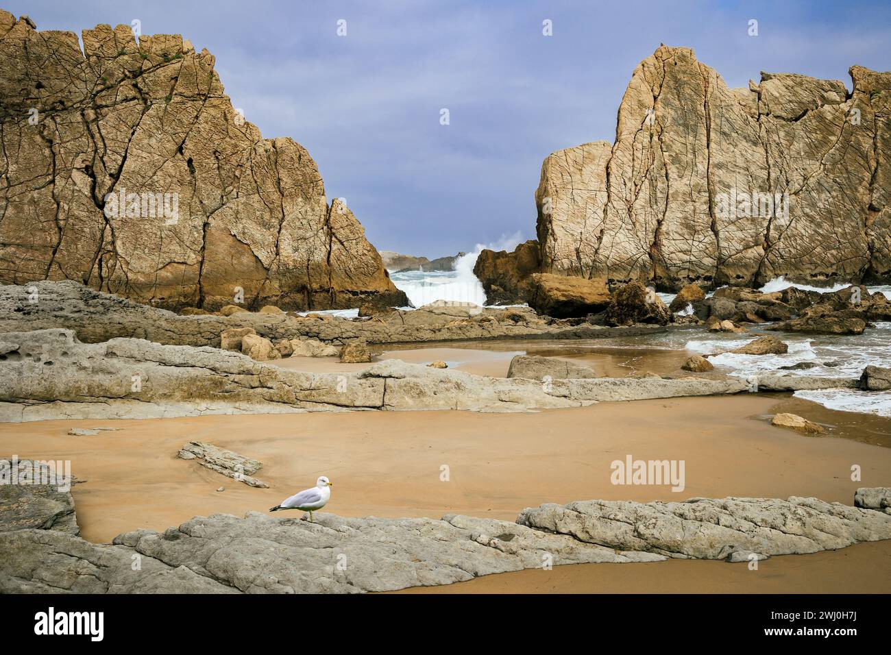 Adorable sea gull Stock Photo - Alamy
