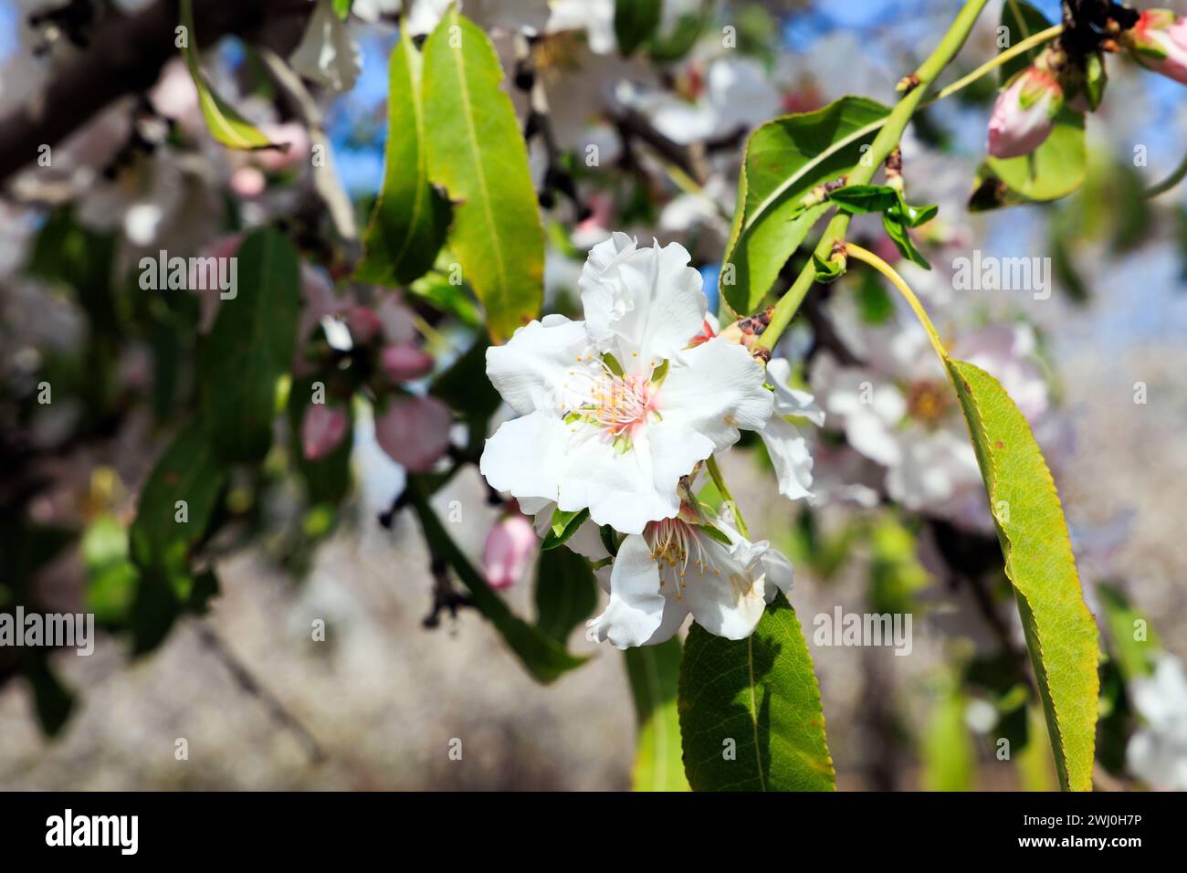 Almond grove hi-res stock photography and images - Alamy