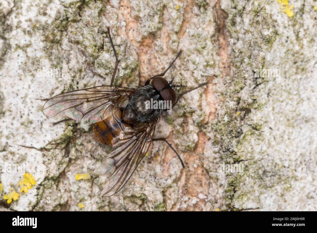 Fliege, Männchen, Phaonia subventa, Phaonia variegata, Orange-bellied ...