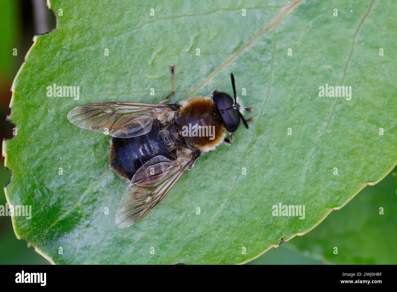 Langhorn-Waffenfliege, Waffenfliege, Stratiomys longicornis, Long ...