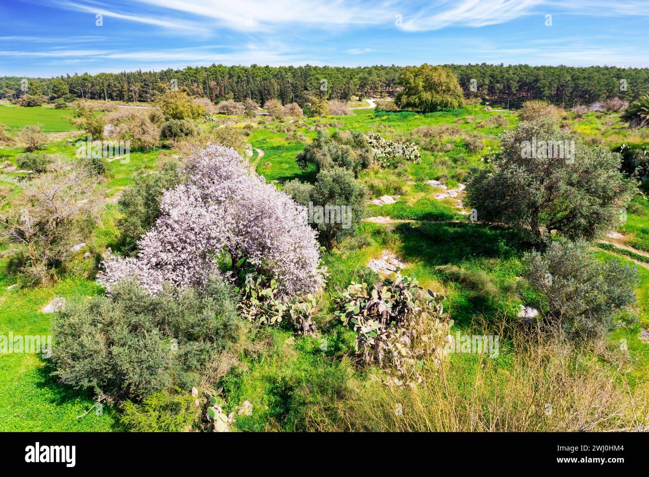 Almond tree harvest hi-res stock photography and images - Alamy