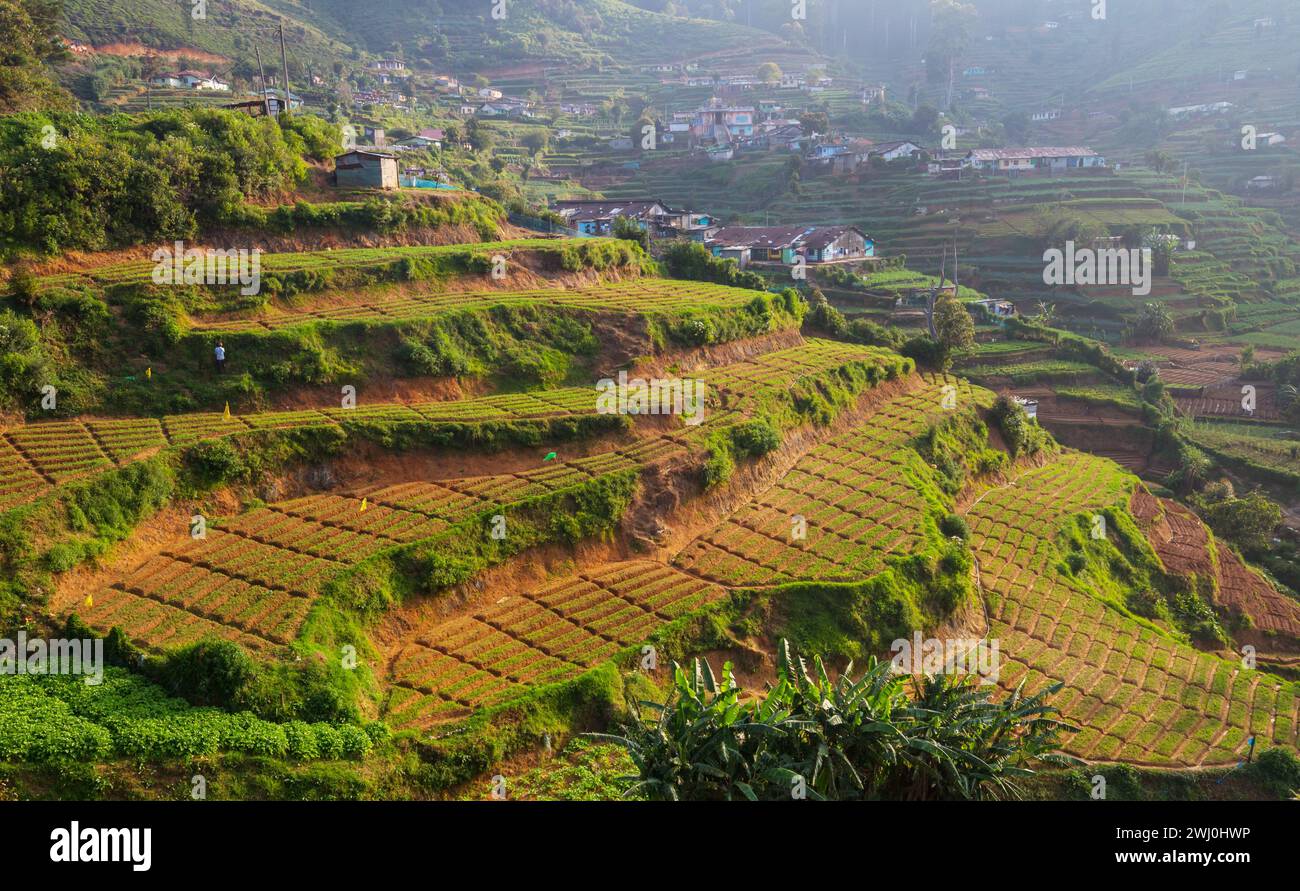 Fields on Sri Lanka Stock Photo - Alamy