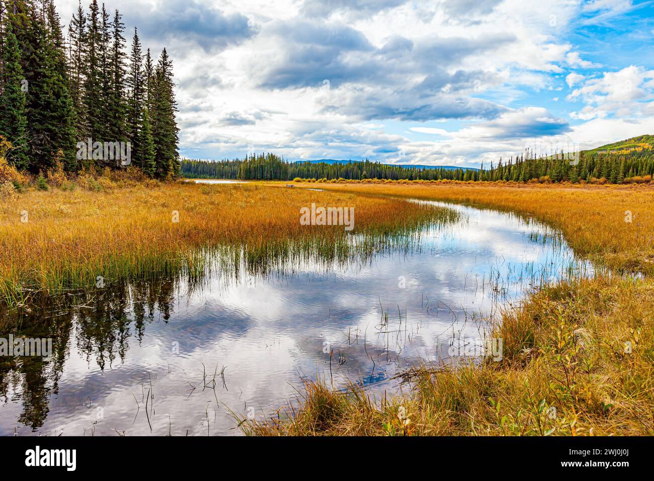 Slender tall spruce trees hi-res stock photography and images - Alamy