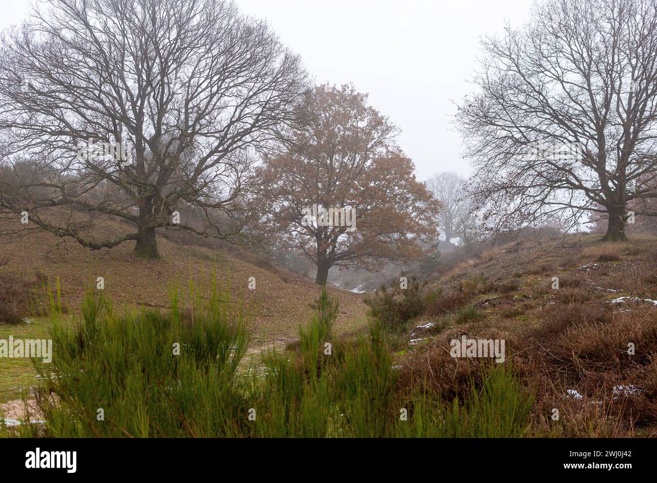 Dutch moorland landscape with a single tree with meandering branches ... Dutch moorland landscape with a single tree with meandering branches ...
