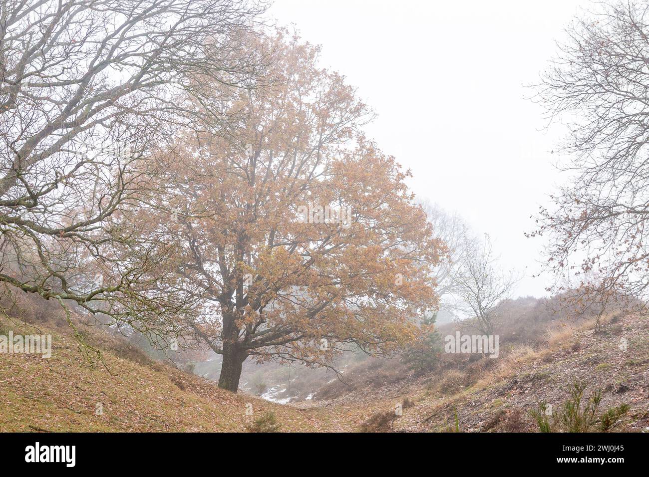 Dutch moorland landscape with a single tree with meandering branches ...