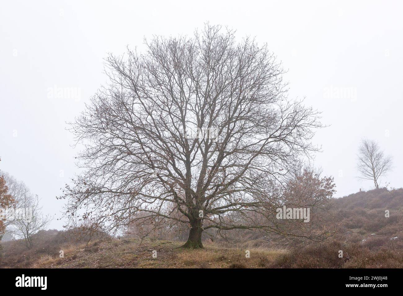 Dutch moorland landscape with a single tree with meandering branches ...