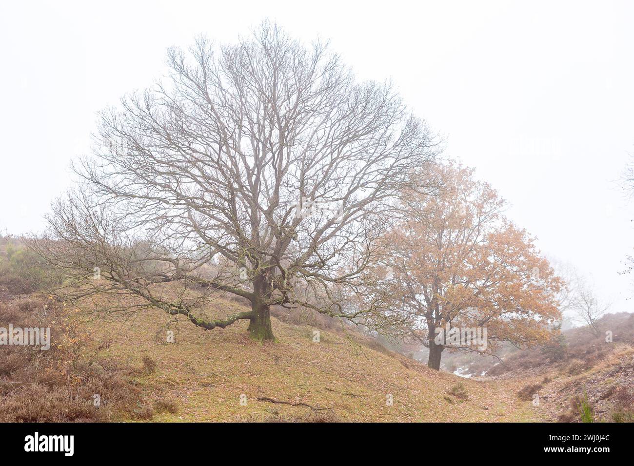 Dutch moorland landscape with a single tree with meandering branches ... Dutch moorland landscape with a single tree with meandering branches ...