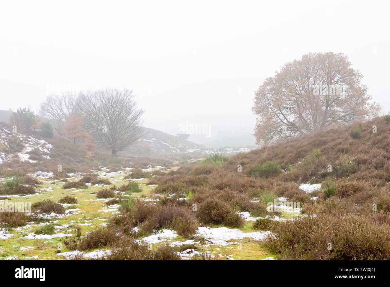 Dutch moorland landscape with a single tree with meandering branches ...