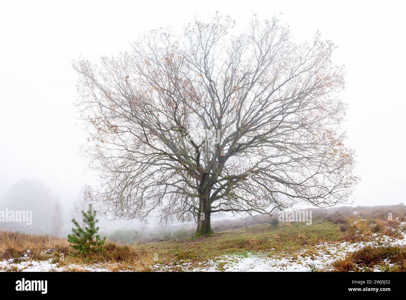 Dutch moorland landscape with a single tree with meandering branches ...