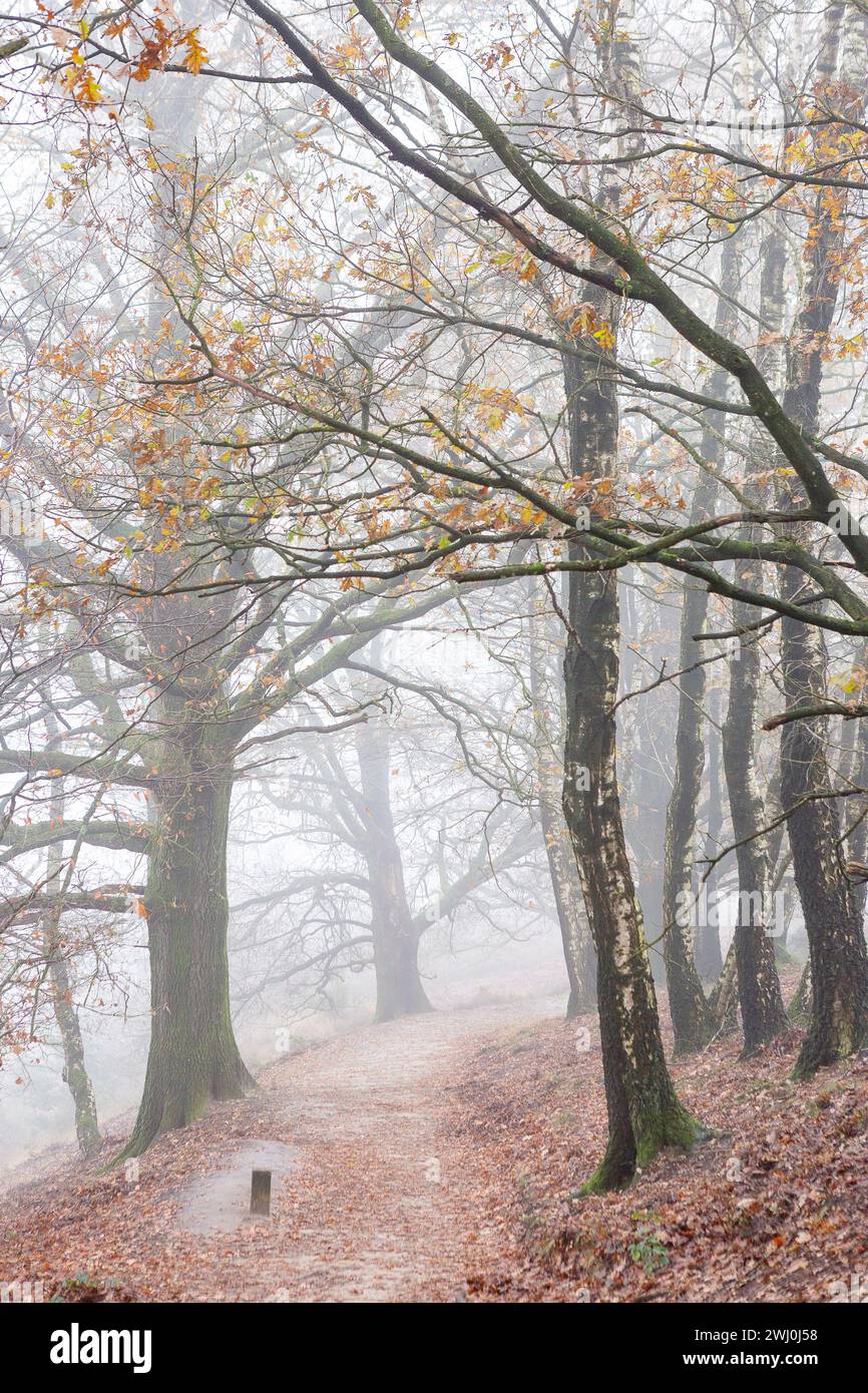 Dutch moorland landscape with a single tree with meandering branches ...
