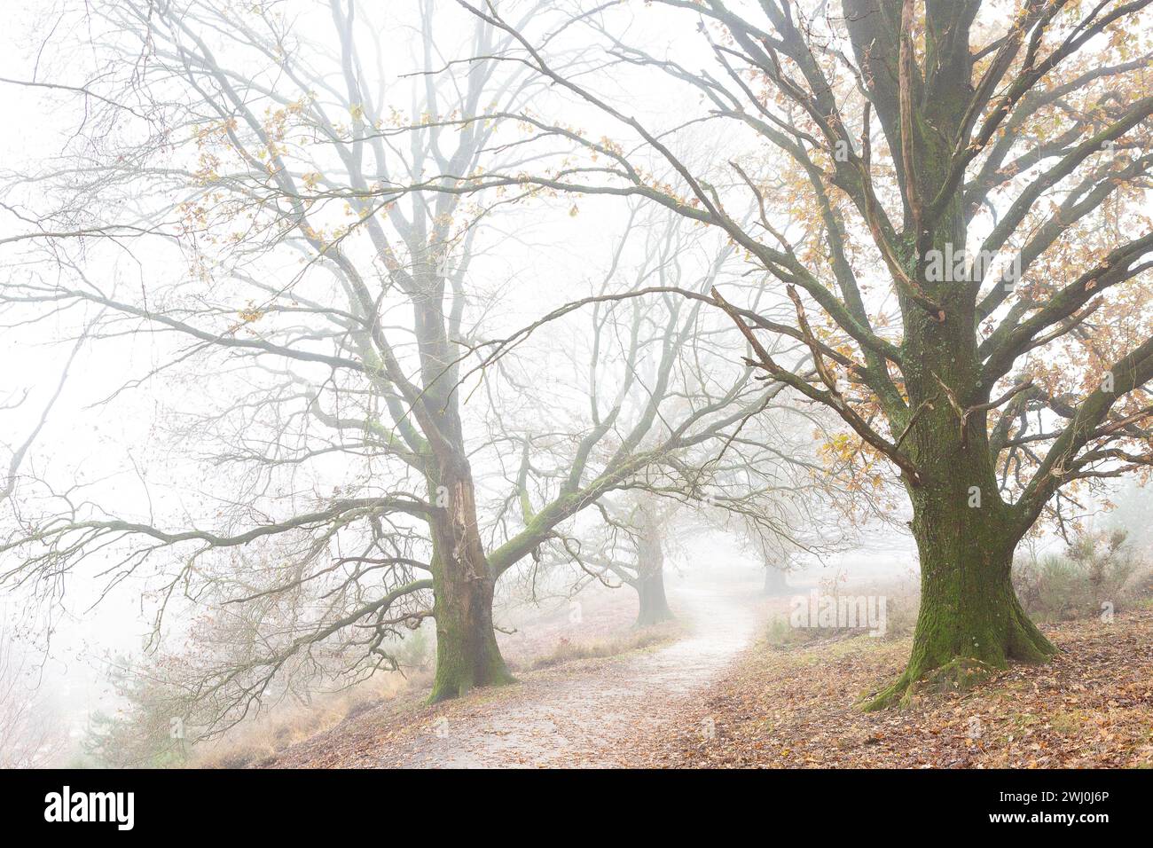 Dutch moorland landscape with a single tree with meandering branches ...