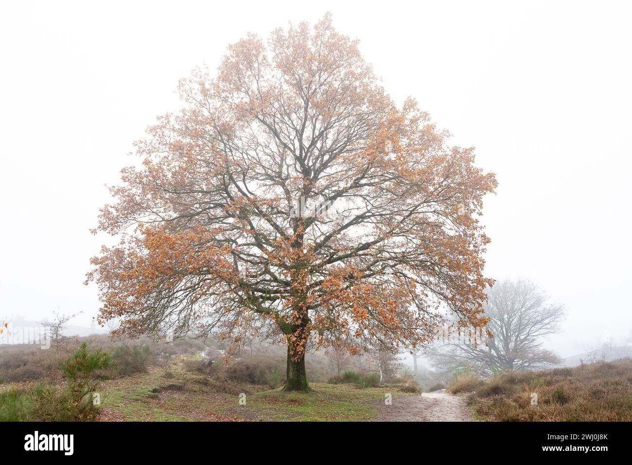 Dutch moorland landscape with a single tree with meandering branches ...